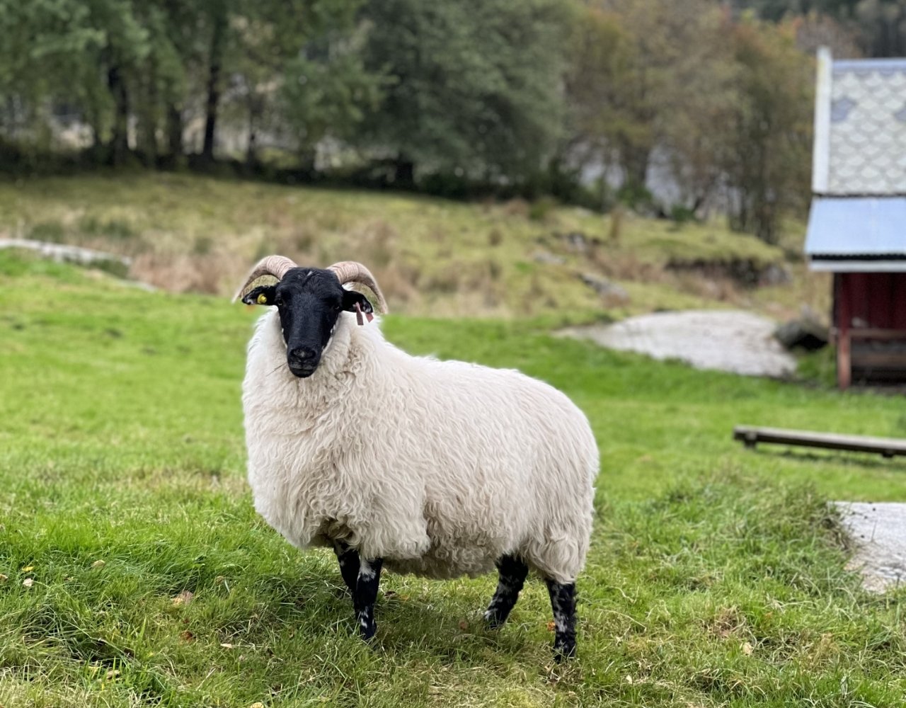 Vedlikehold videreutvikling og modernisering for Mattilsynet